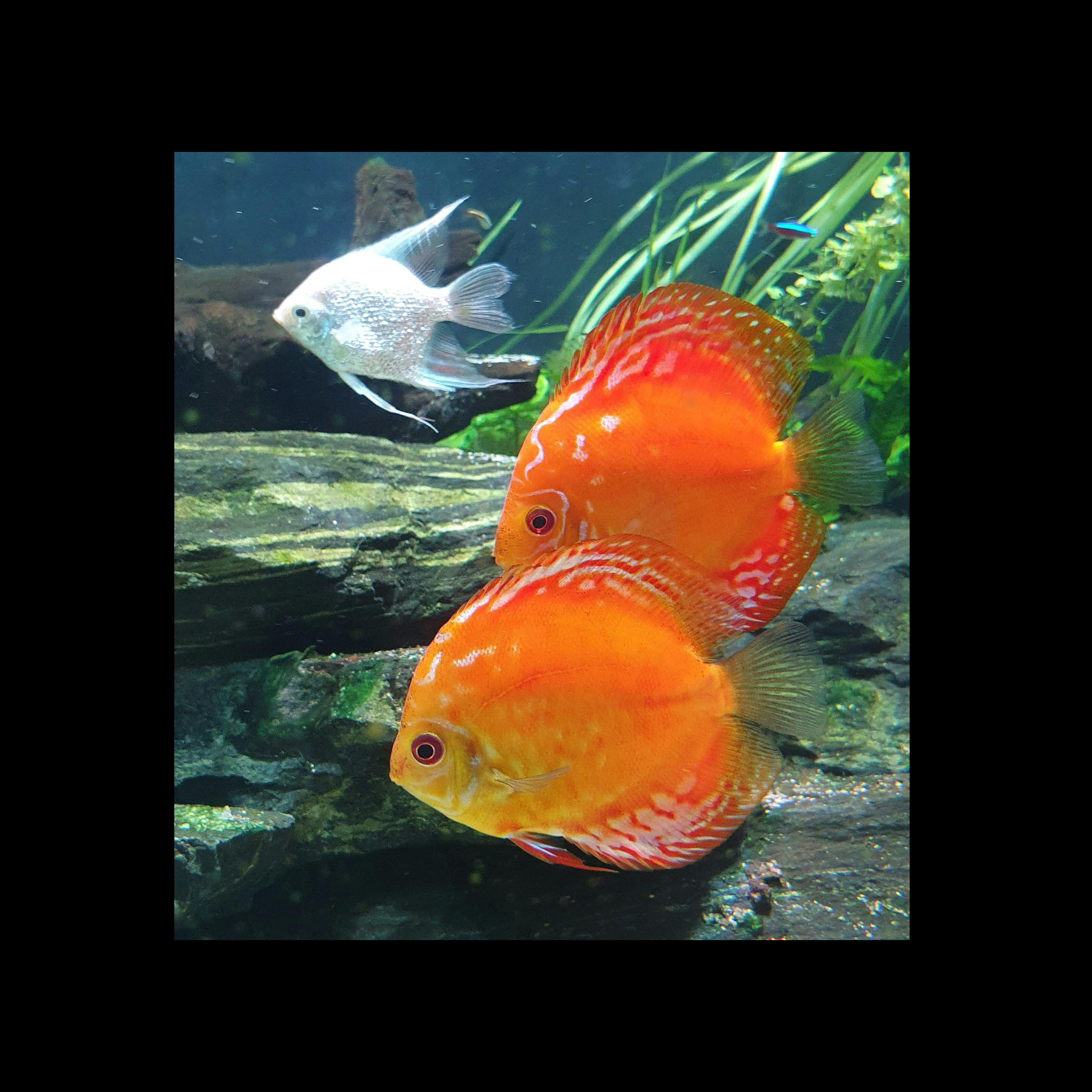 Basics – Aqua-Pics